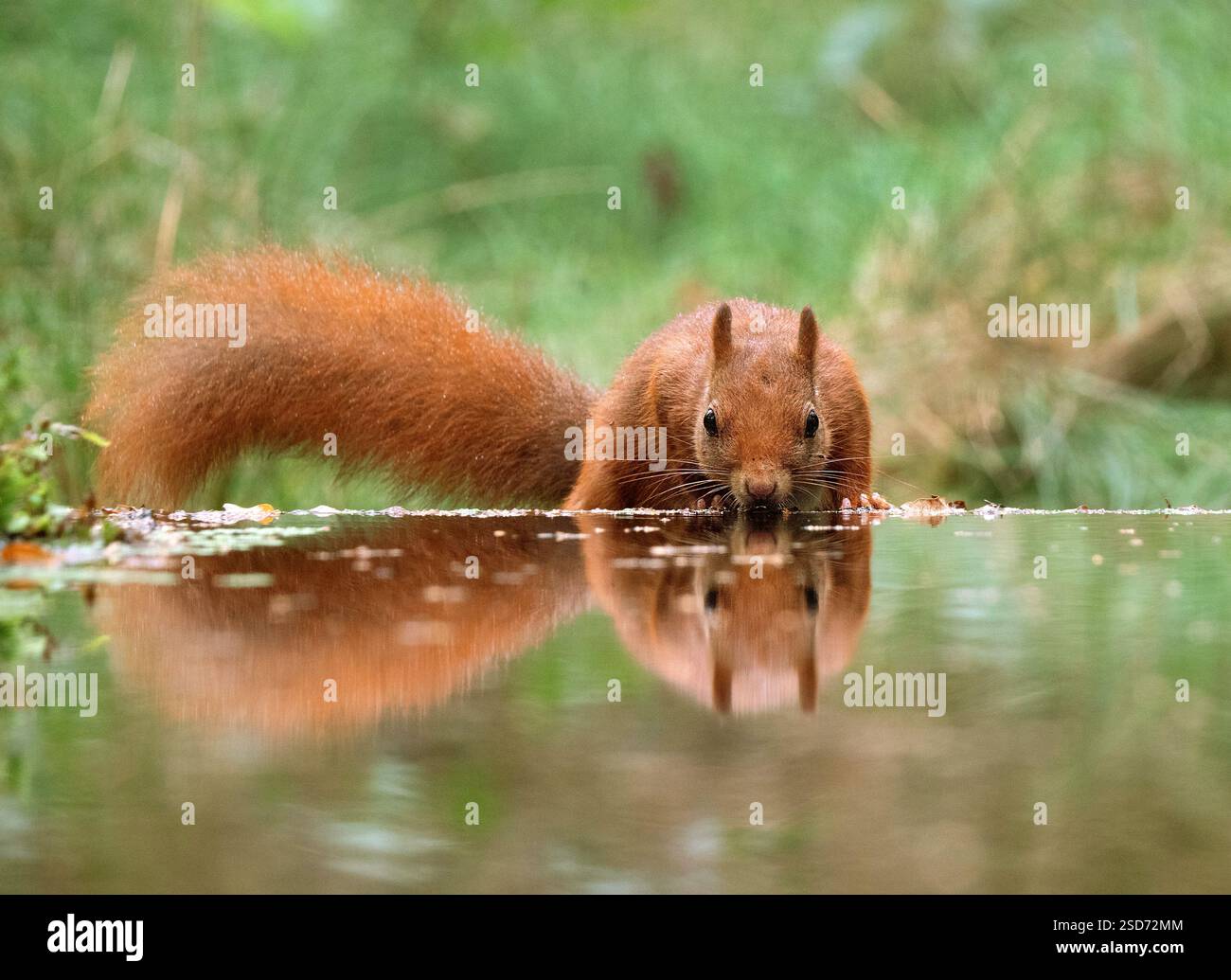 European red squirrel, Eurasian red squirrel (Sciurus vulgaris ...
