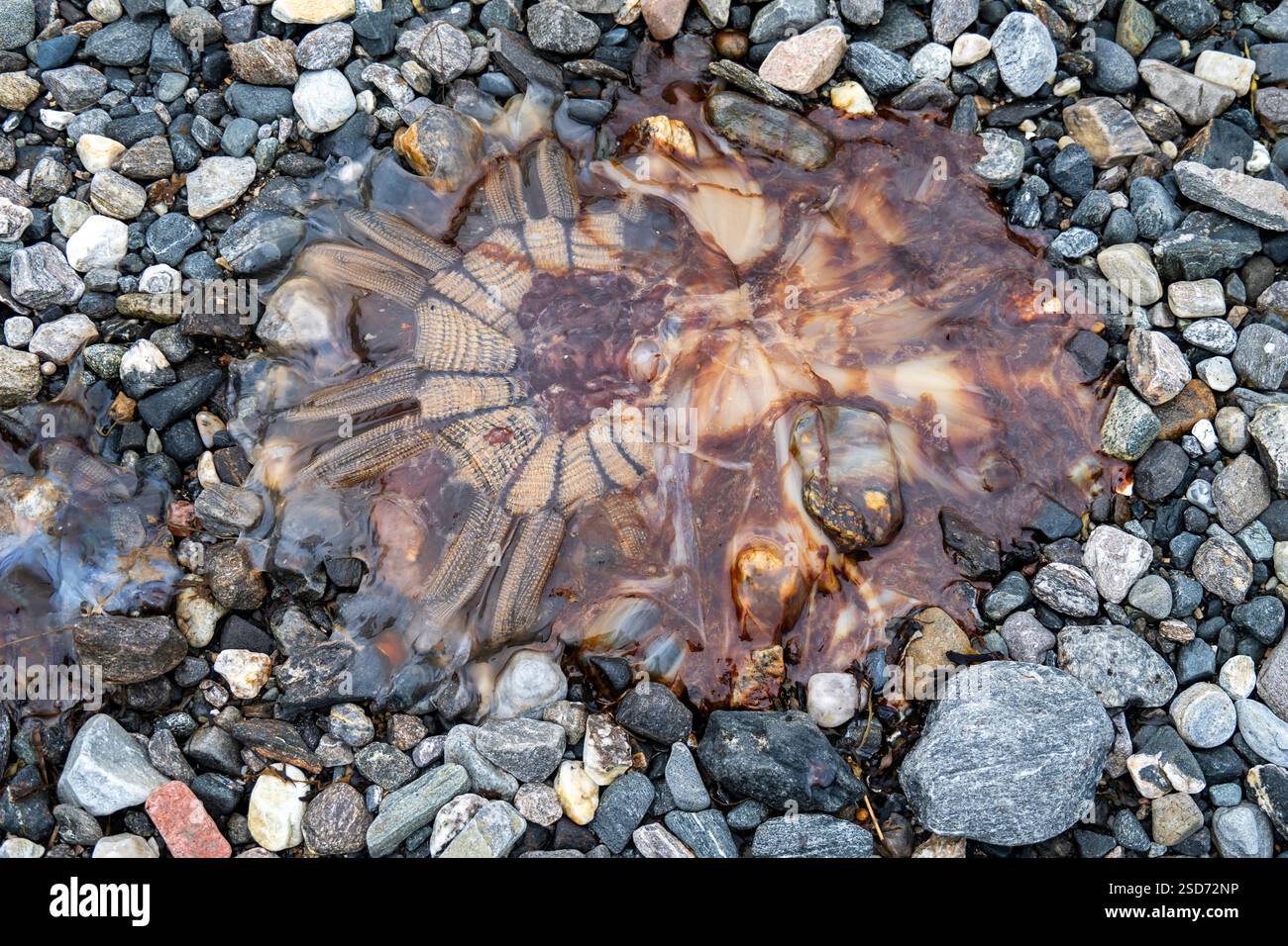 lions mane, giant jellyfish, hairy stinger, sea blubber, sea nettle ...