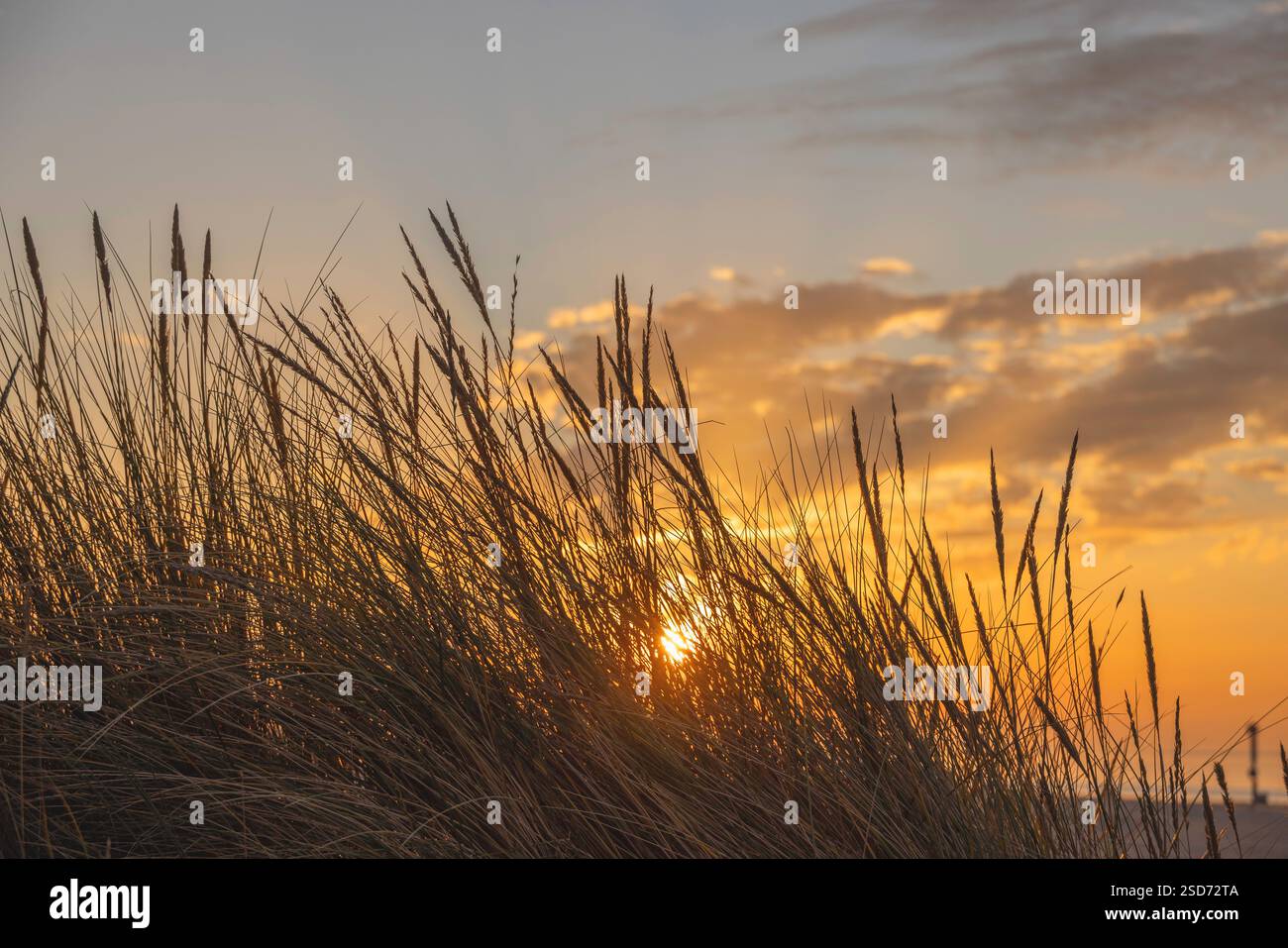 beach grass, European beachgrass, marram grass, psamma, sea sand-reed ...