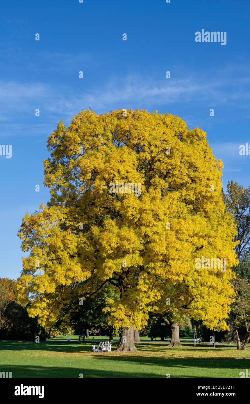 common ash, European ash (Fraxinus excelsior), in a park in autum ...
