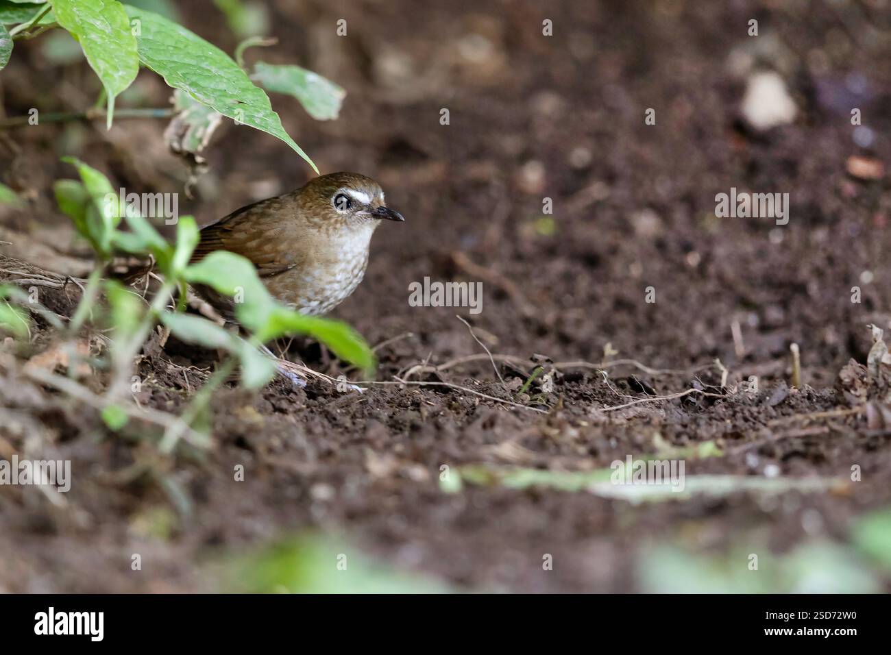 Lesser shortwing, Brown shortwing, Mrs La Touche's shortwing ...