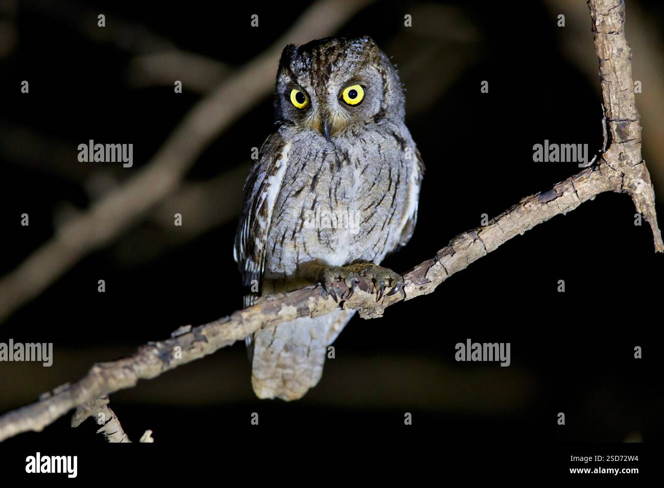 Arabian scops owl (Otus pamelae), sitting on a branch at night, Oman ...