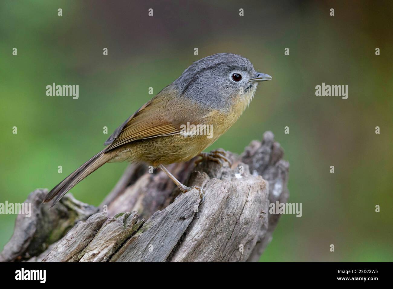 Alcippes hi-res stock photography and images - Alamy