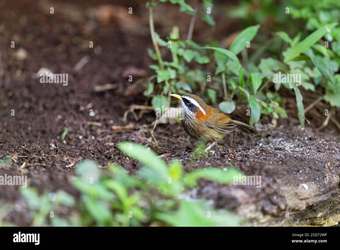 Streak-breasted scimitar babbler (Pomatorhinus ruficollis), perching on ...