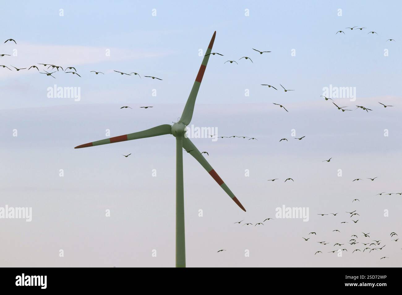 Bean Goose, Tundra Bean Goose (Anser fabalis rossicus, Anser rossicus ...