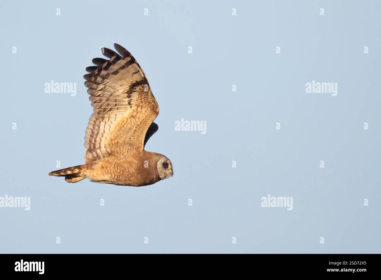 Moroccan marsh owl, African marsh owl (Asio capensis tingitanus, Asio ...