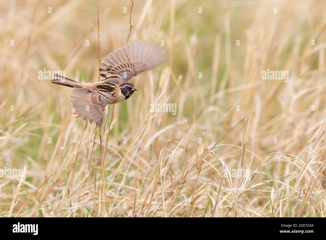 Emberiza yessoensis hi-res stock photography and images - Alamy