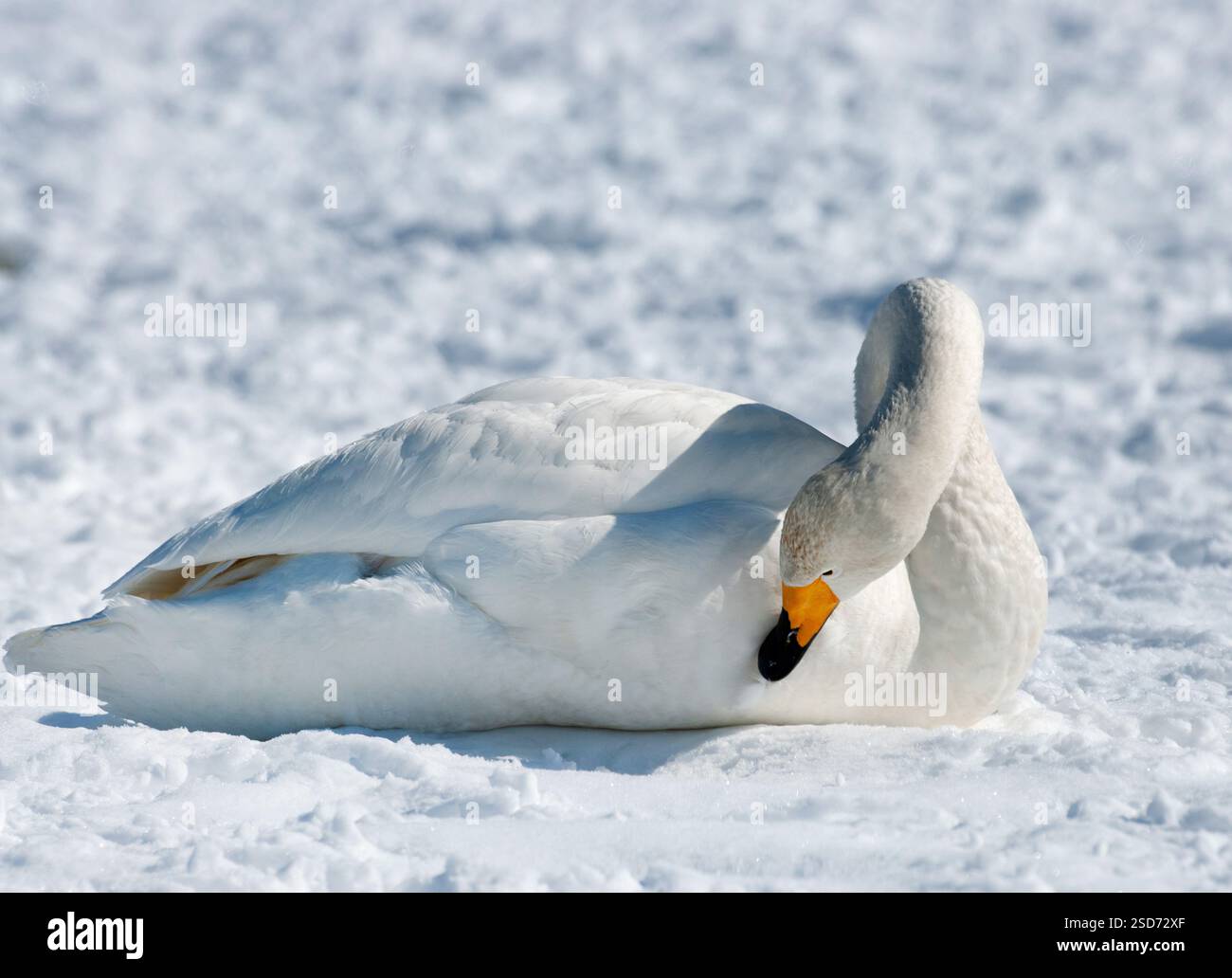 whooper swan (Cygnus cygnus), lying in snow, Japan, Hokkaido Stock ...