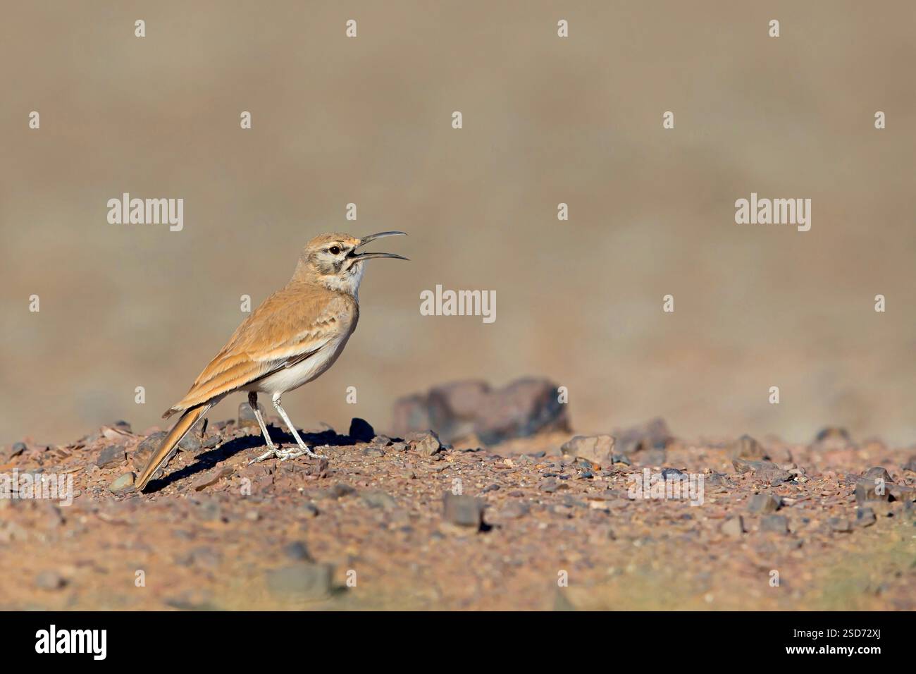 Greater hoopoe-lark, Greater hoopoe lark, Bifasciated lark, Large ...