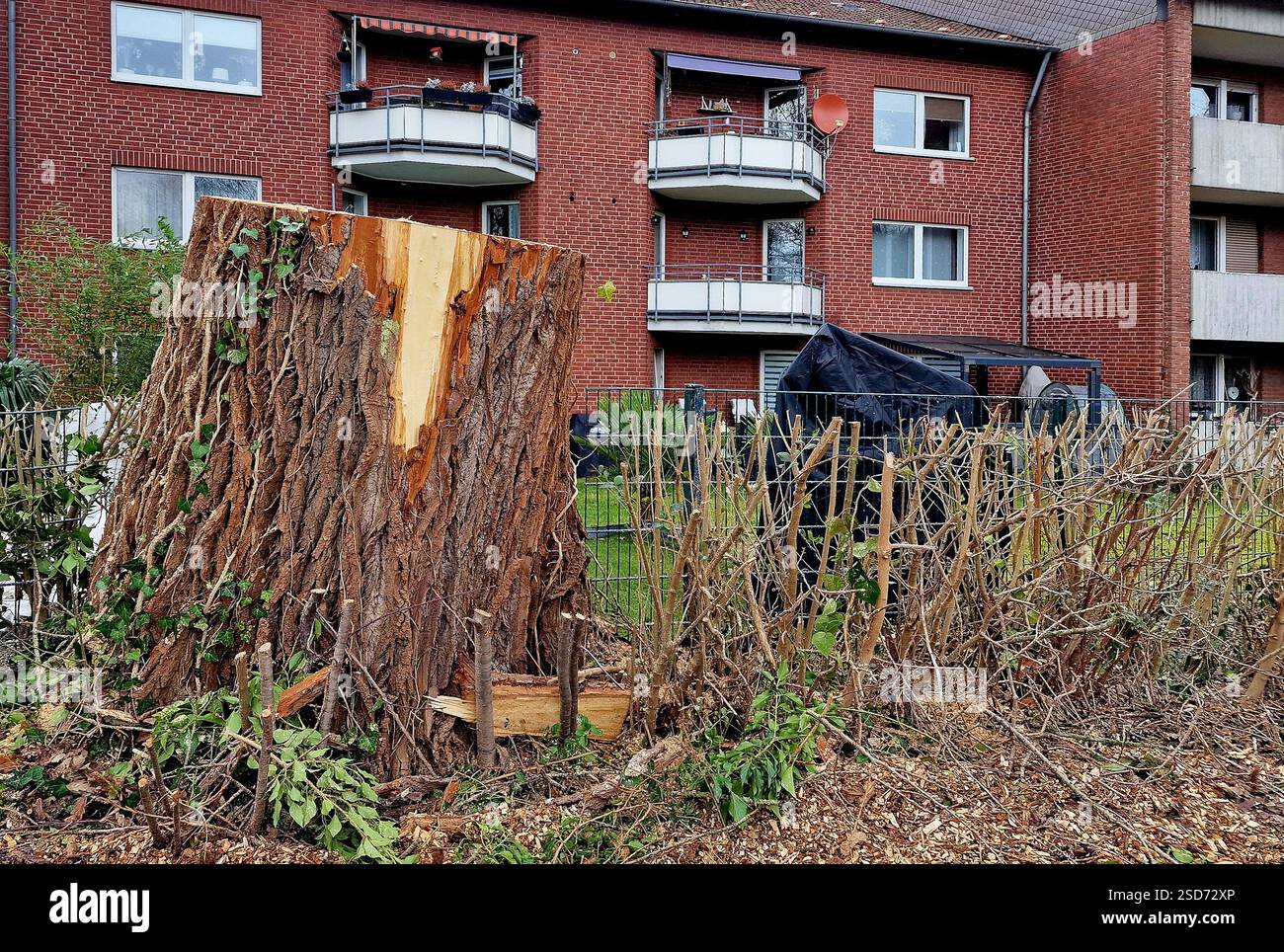 Stump of a felled hazard tree on a roadside in a housing estate ...