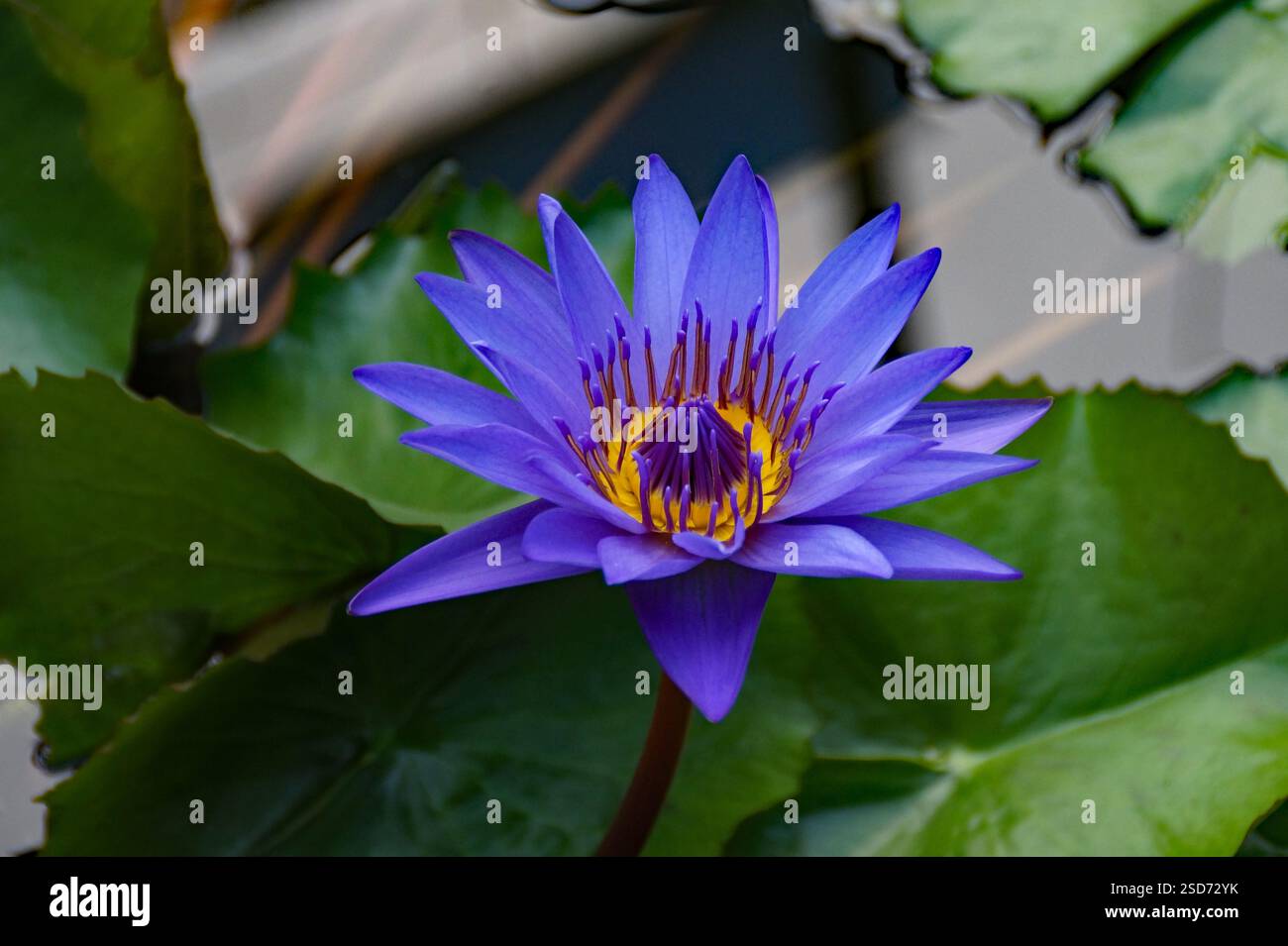 a gorgeous exotic aquatic plant deep purple water lily Nymphaea Stock ...