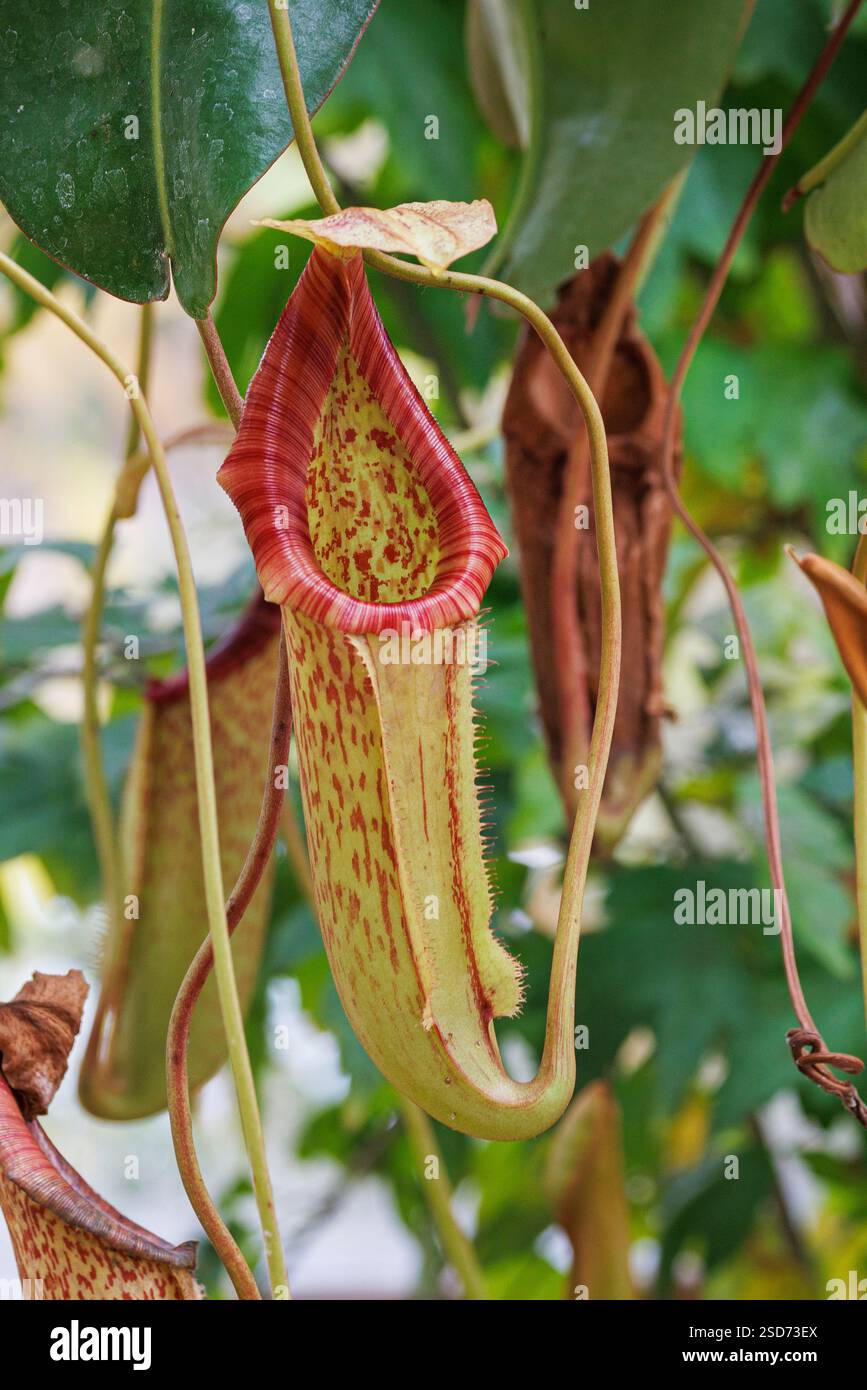pitcher plant (Nepenthes spec.), catching leaf Stock Photo - Alamy