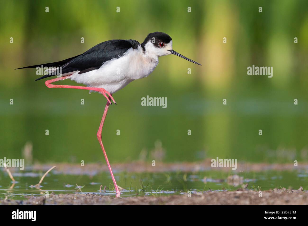 black-winged stilt (Himantopus himantopus), male standing on one leg in ...
