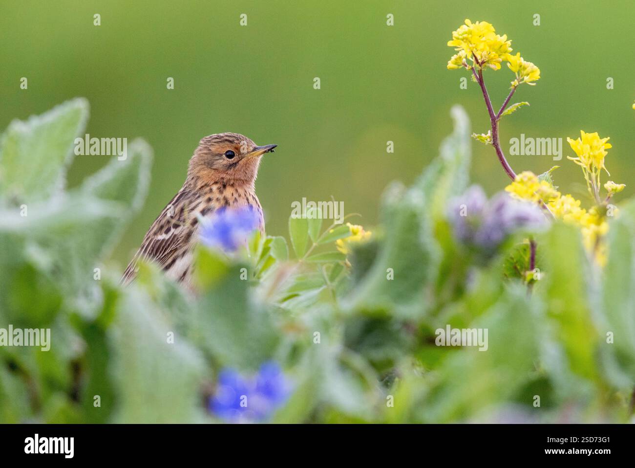 Red-throated pitpit (Anthus cervinus), among flowers, side view, Italy ...