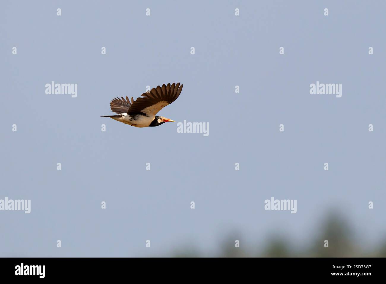 Asian pied starling, Pied Myna (Sturnus contra, Gracupica contra), in ...