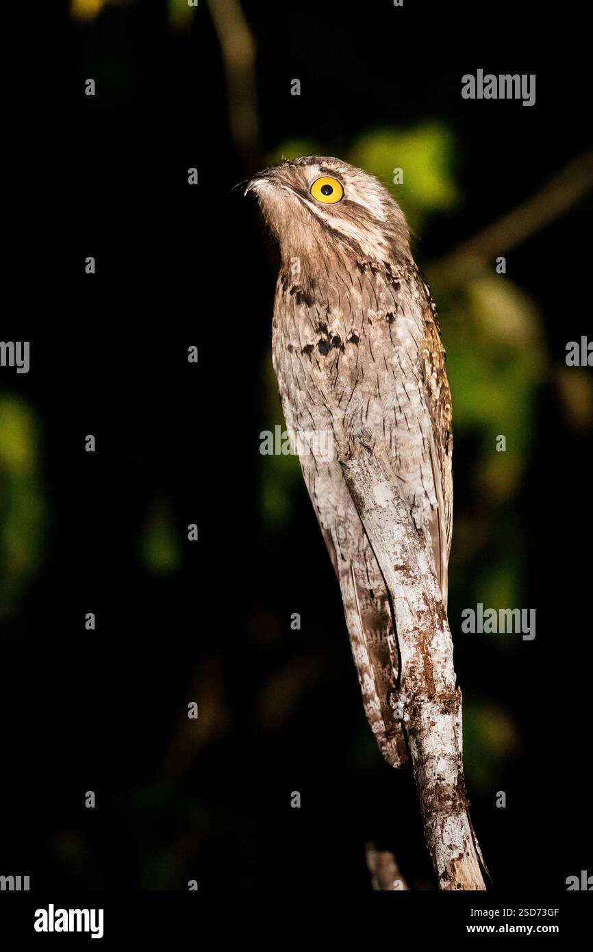 Northern potoo, Abbott's Potoo, Antillean Potoo, Common Potoo, Jamaican Potoo (Nyctibius ...