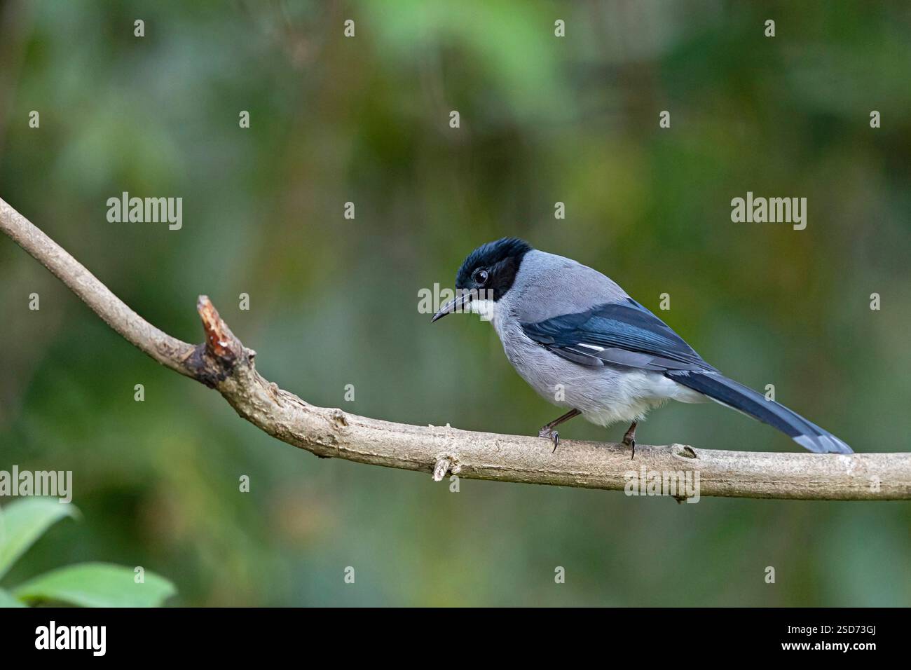 Black-headed sibia (Heterophasia desgodinsi desgodinsi, Heterophasia desgodinsi), sitting on a ...