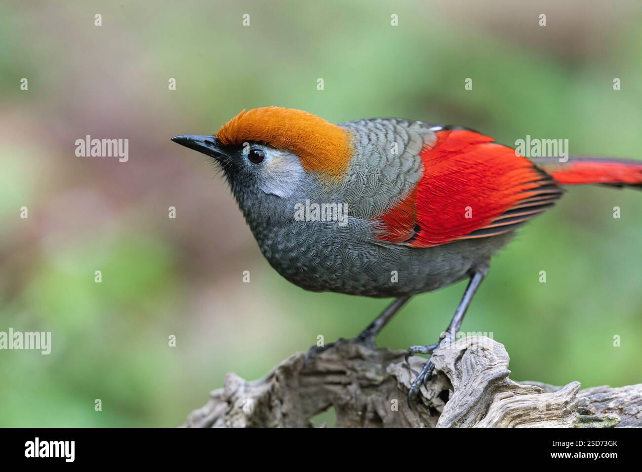 Red-tailed laughing thrush, Red-tailed laughingthrush (Trochalopteron ...