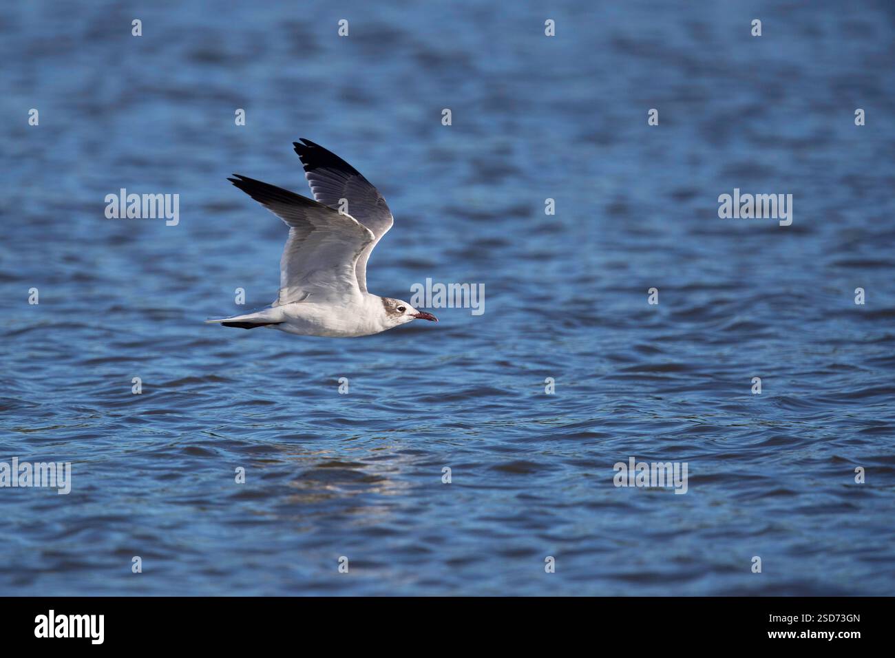Ssp megalopterus hi-res stock photography and images - Alamy