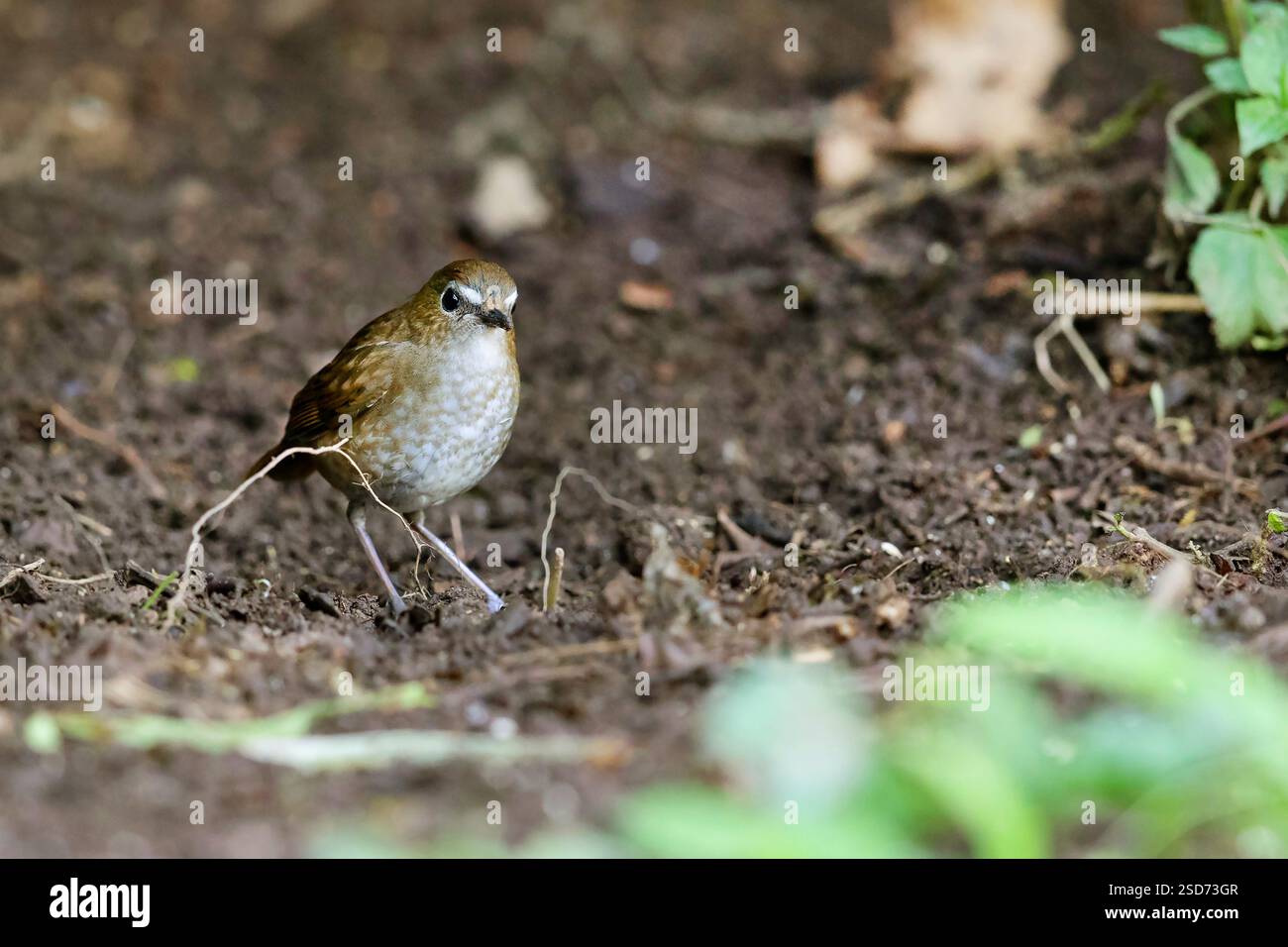 Lesser shortwing, Brown shortwing, Mrs La Touche's shortwing ...