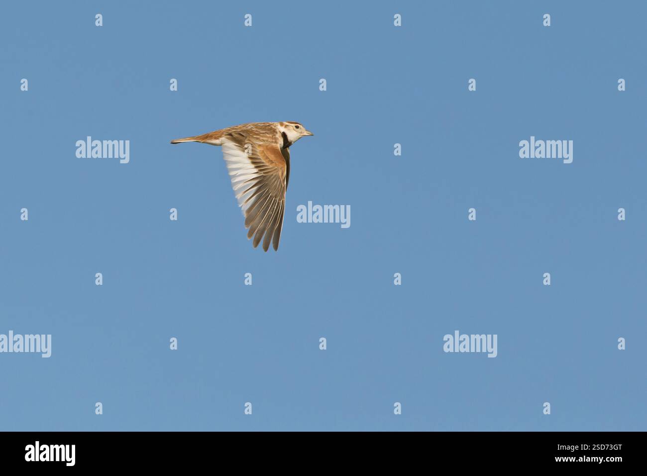 Mongolian lark, Mongolian sand-Lark, Mongolian skylark (Melanocorypha ...