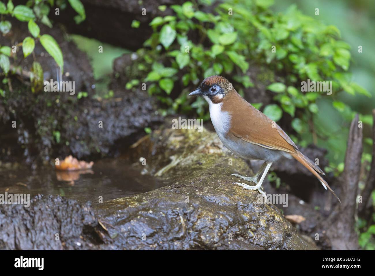 Grey sided laughing thrush garrulax caerulatus adult hi-res stock ...