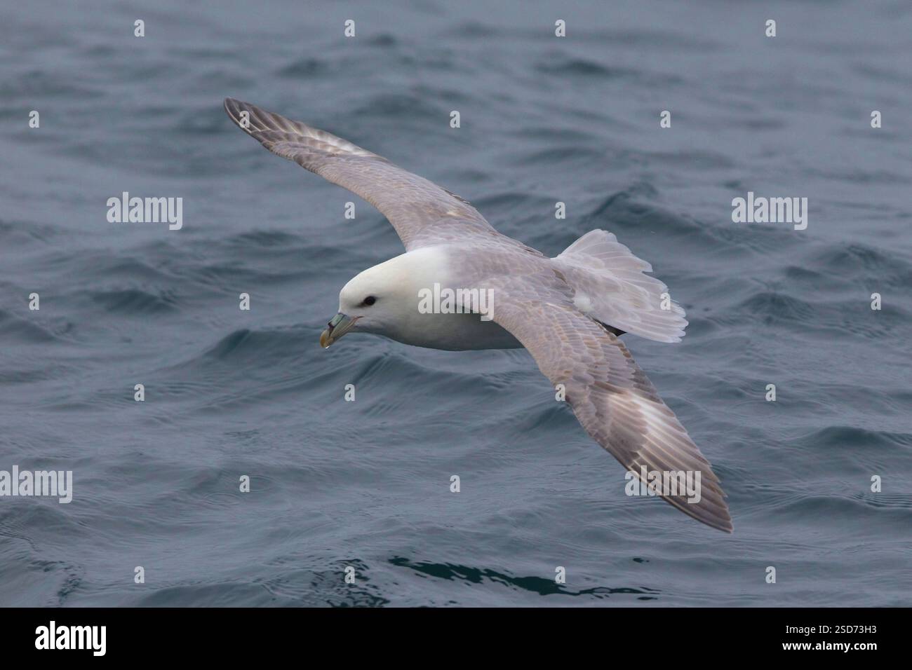 Northern fulmar, Arctic fulmar (Fulmarus glacialis), light colour morph ...