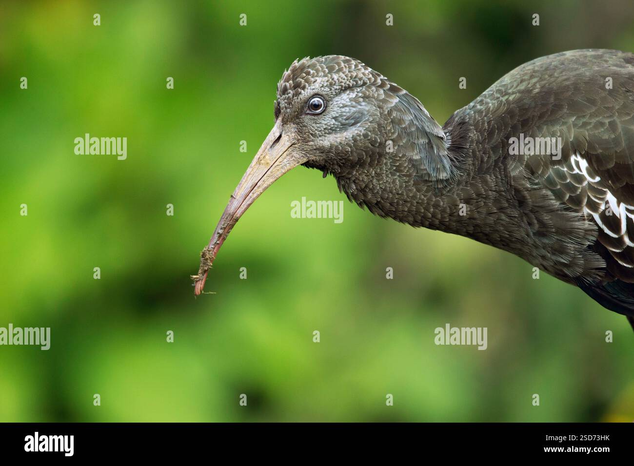 Sheka biosphere reserve hi-res stock photography and images - Alamy