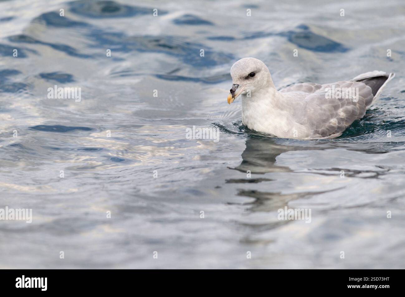 Northern fulmar, Arctic fulmar (Fulmarus glacialis), dark morph ...