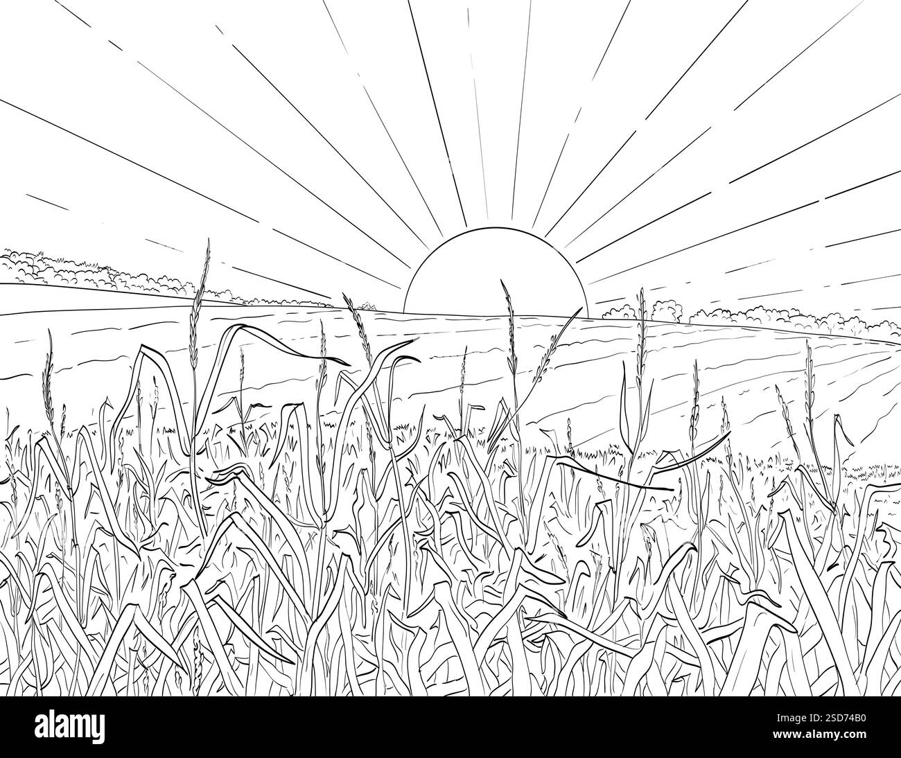 Poaceae grasses Stock Vector Images - Alamy