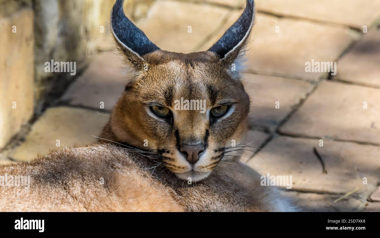 Caracal or African golden cat portrait in a zoo in South Africa Stock ...