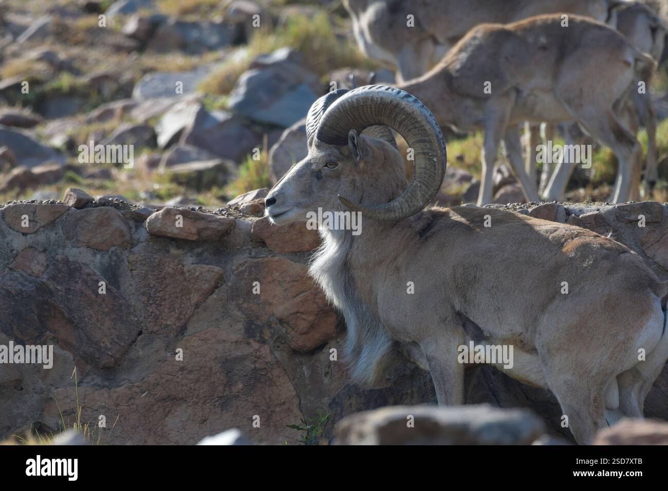 Bighorn sheep or mountain sheep Ram with big horns , native of North ...