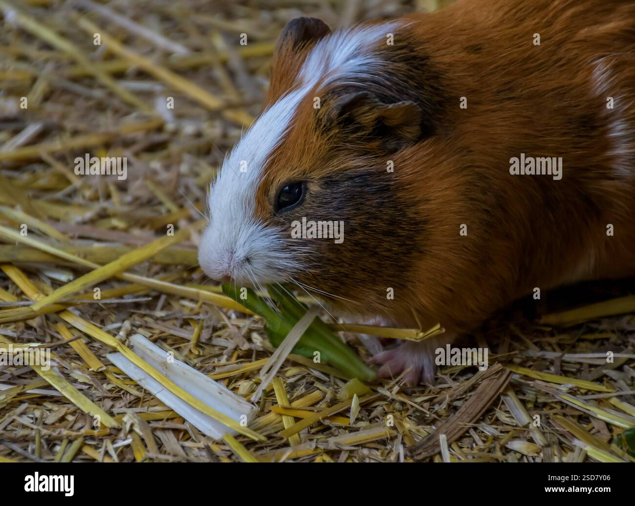 Cute Guinea pig pet animals used for science experiments Africa Stock ...
