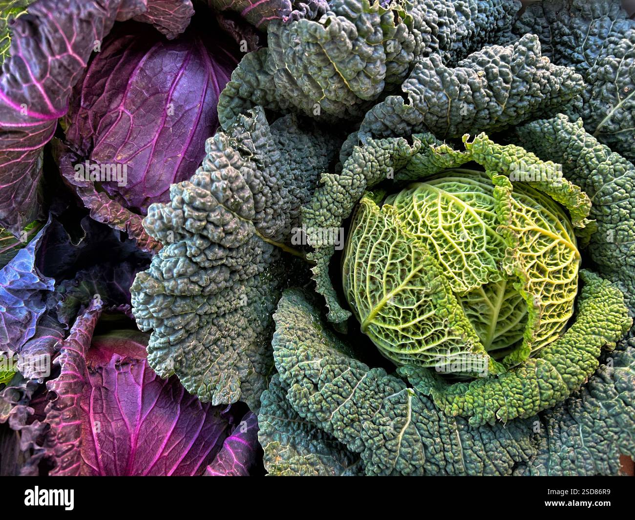 Red Savoy Cabbage and Savoy Cabbage Stock Photo - Alamy