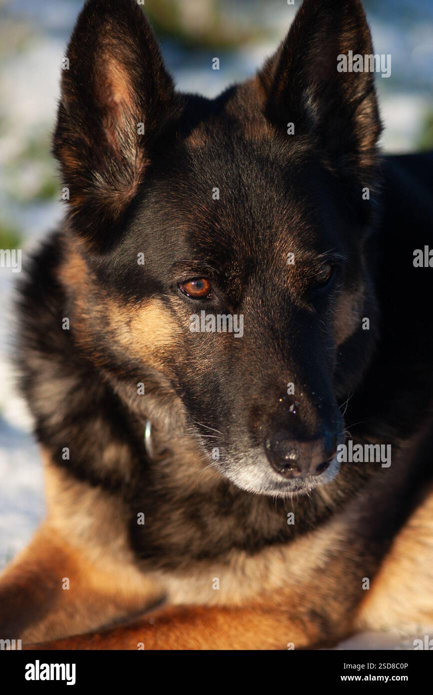 Black German Shepherd guarding property. Guard dog, beware of biting ...