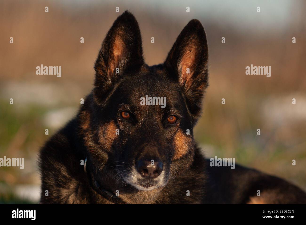Black German Shepherd guarding property. Guard dog, beware of biting ...