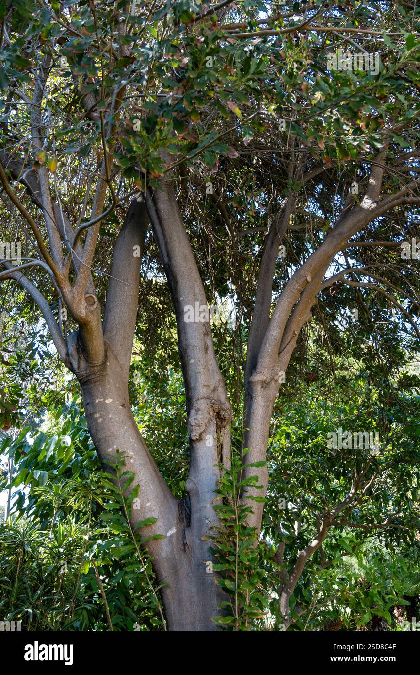 Hard green Australian macadamia nuts hanging on branches on big tree on plantation, nuts ...