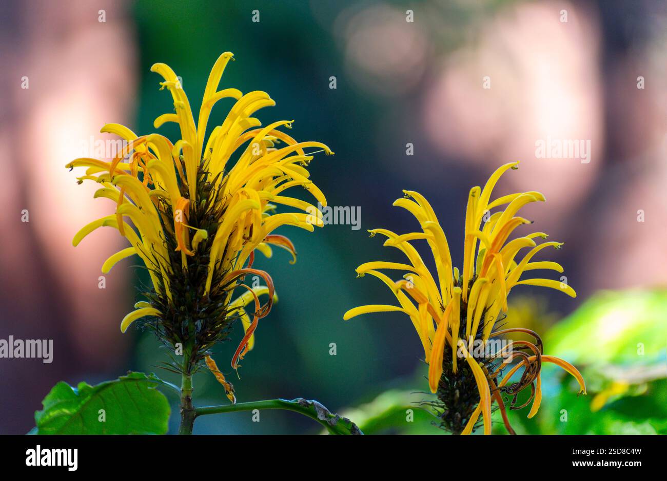 Blossom of yellow jacobinia tropical plant Justicia aurea from Central ...