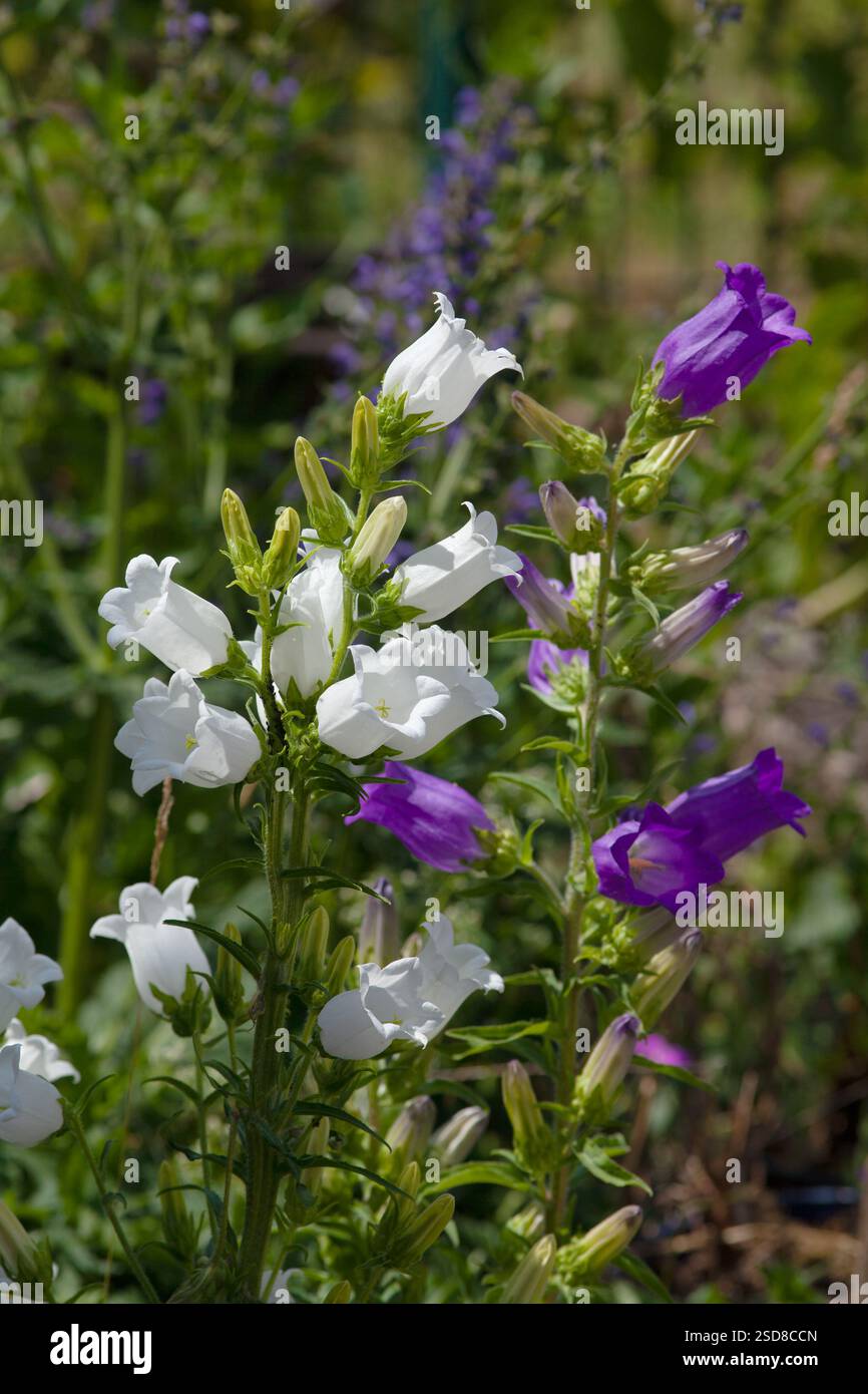 peach leaved bellflower Campanula persicifolia 'Grandiflora Alba ...