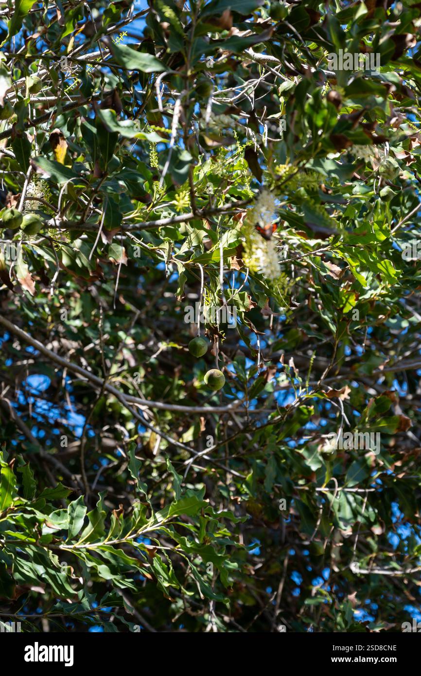Hard green Australian macadamia nuts hanging on branches on big tree on plantation, nuts ...