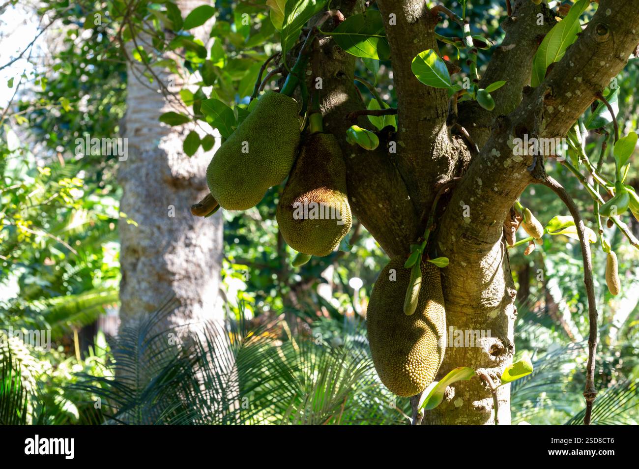 Jackfruit or jaca tree widely cultivated in tropical regions, India ...