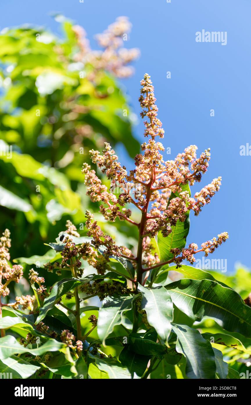 Seasonal blossom of tropical mango tree growing in orchard on Gran ...