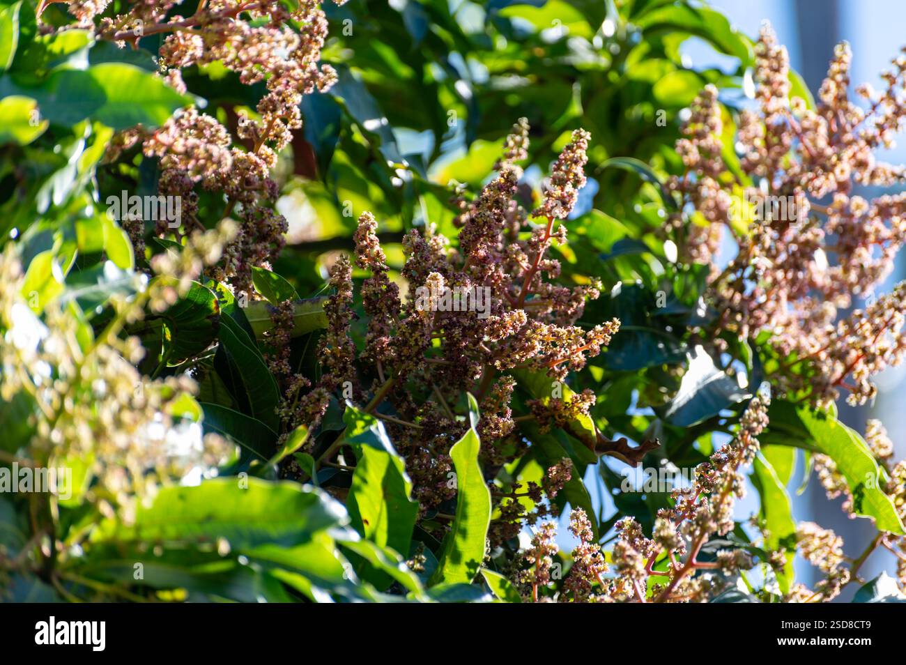 Seasonal blossom of tropical mango tree growing in orchard on Gran ...