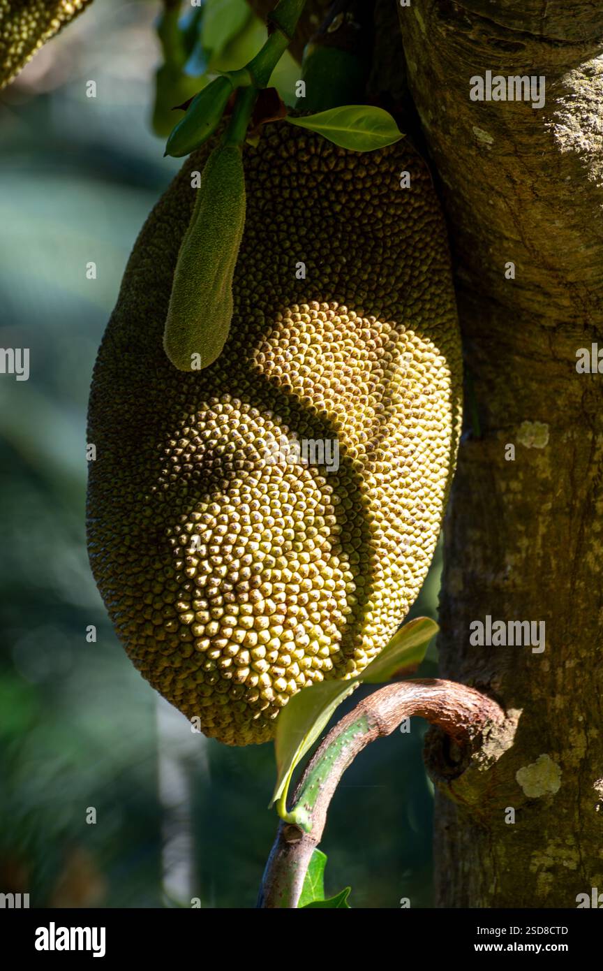 Jackfruit or jaca tree widely cultivated in tropical regions, India ...