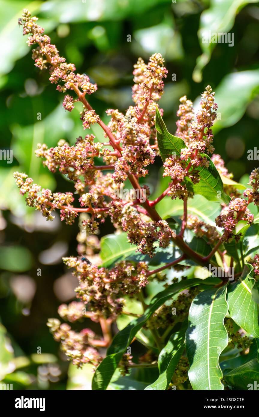 Seasonal blossom of tropical mango tree growing in orchard on Gran ...