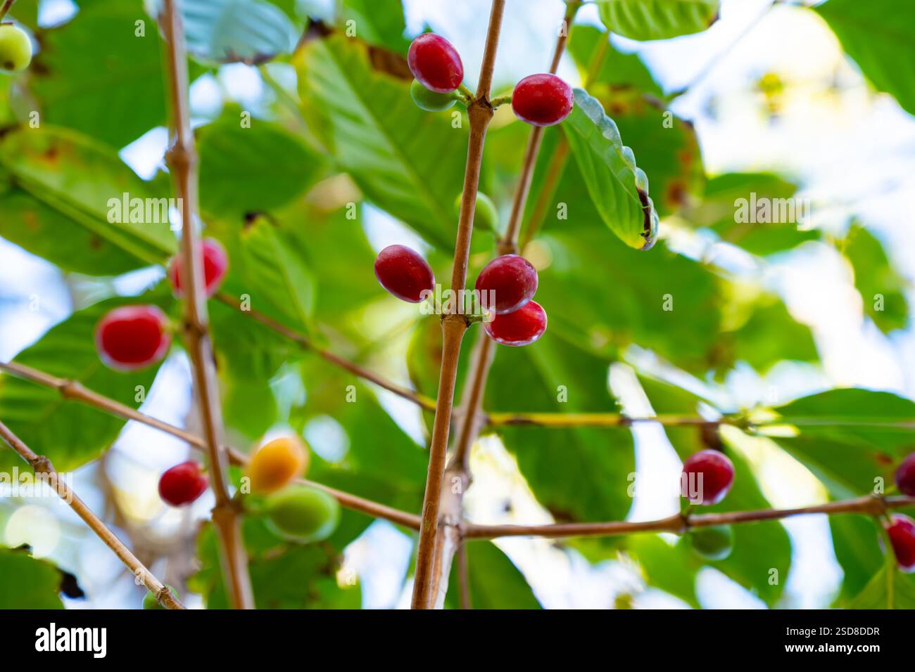 Arabica coffee tree with green and red ripening coffee cherries berries ...