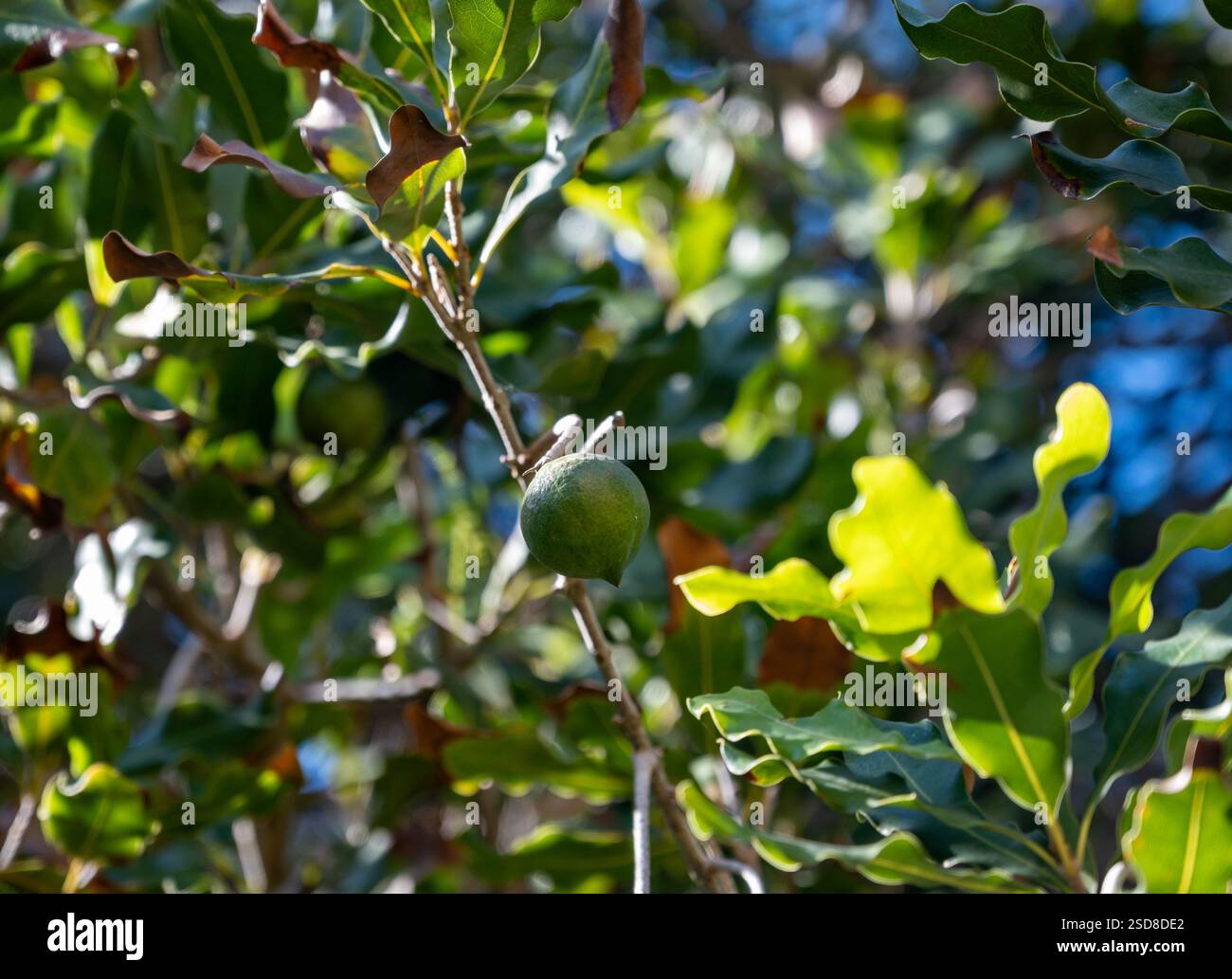 Hard green Australian macadamia nuts hanging on branches on big tree on ...