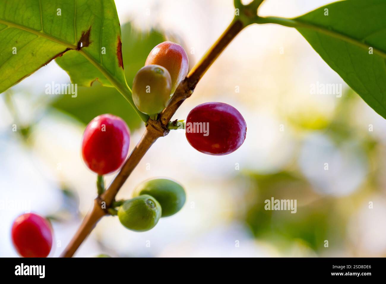 Arabica coffee tree with green and red ripening coffee cherries berries ...