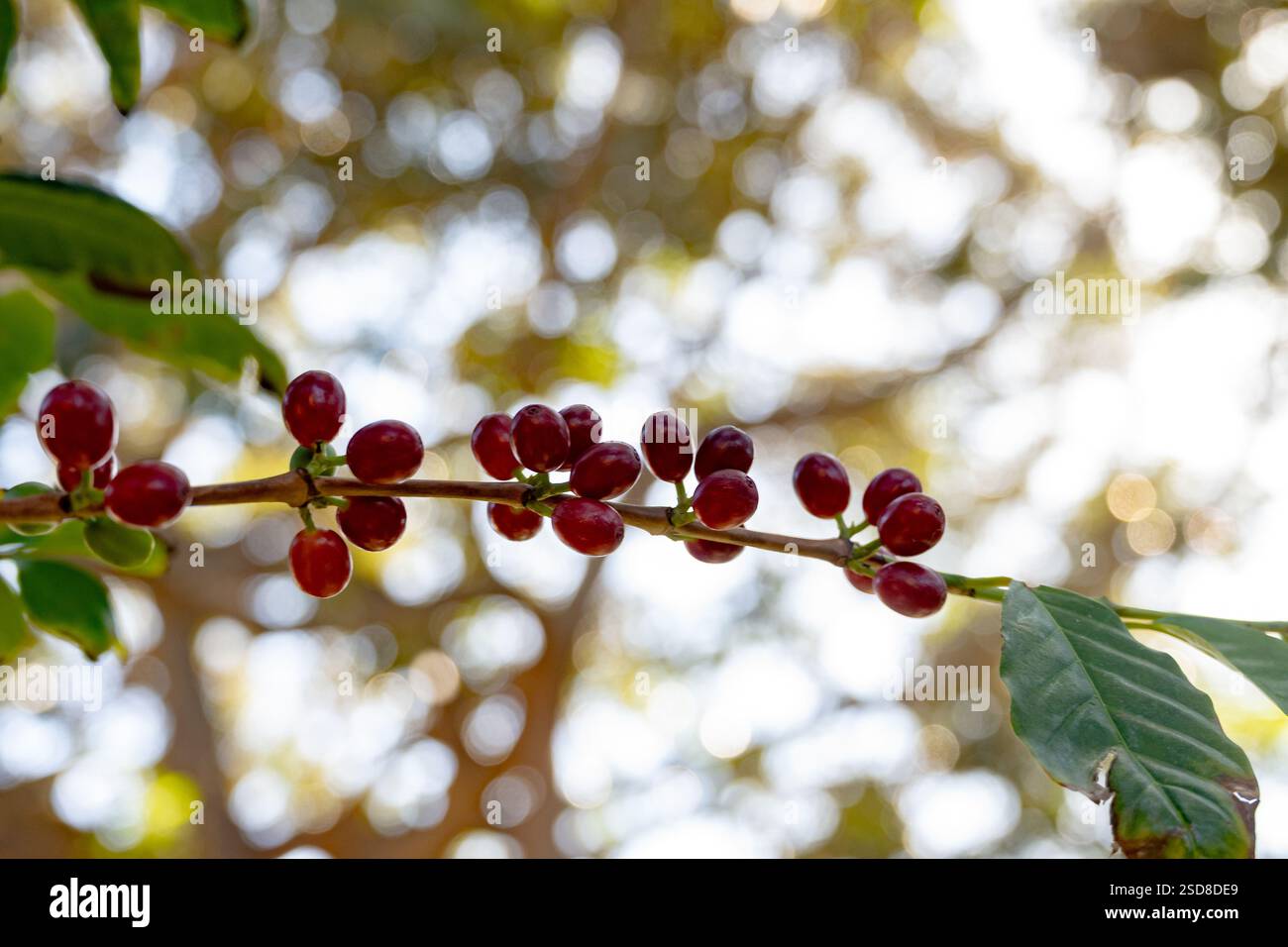 Arabica coffee tree with green and red ripening coffee cherries berries ...