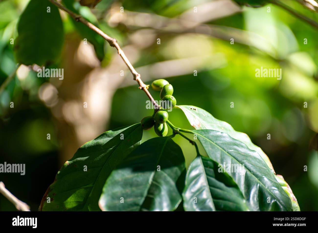 Arabica coffee tree with green and red ripening coffee cherries berries ...
